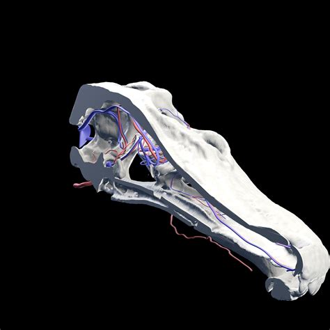 Stl File Crocodile Skull Parrot Bird Mouth Beak Eyes Bone Skull Head