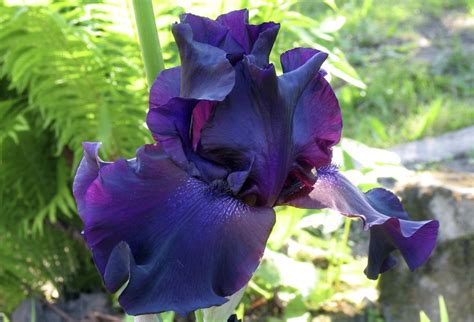 Iris Planter Et Diviser Ooreka