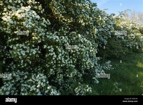 Hedgerow Hedge Stock Photos Hedgerow Hedge Stock Images Alamy