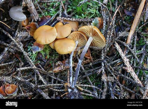 Galerina Marginata Known As Funeral Bell Deadly Skullcap Or Deadly