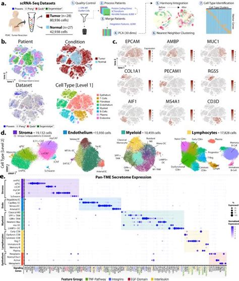 Coordinated Single Cell Tumor Microenvironment Dynamics Reinforce Pancreatic Cancer Subtype