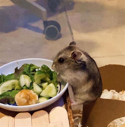 ㅇㄹ 예의바른쥐 롤 리그 오브 레전드 에펨코리아