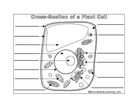 Label Plant Cell Quiz