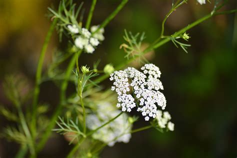 How To Plant And Grow Cumin