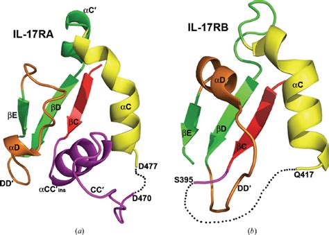 Il 17ra And Il 17rb Sefir Domains Adopt Different Topologies Depicted