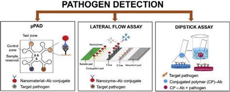 Nanomaterial Mediated Paper Based Biosensors For Colorimetric Pathogen