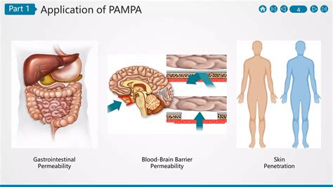 Pampa Permeability Assay Ppt