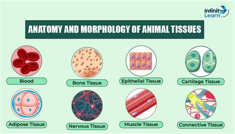 Animal Tissue Animal Tissue Techniques3e Human Endvr By Humason