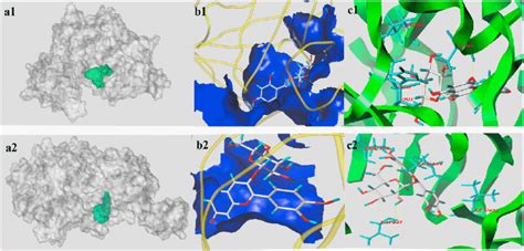 Binding Modes Of Cyanidin 3 O Glucoside C3g To Soybean 7s And 11s