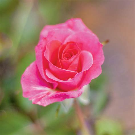Aurora Borealis® Rose Jardineries Botanix