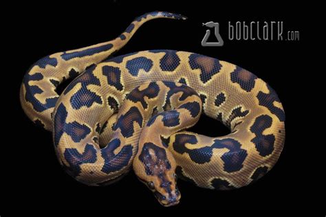Exploring The Fascinating World Of Ball Python Hybrids Vital Frog