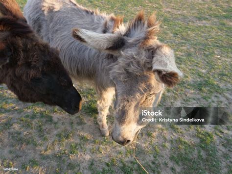 회색 베이지 색 모피 어린 당나귀와 짙은 갈색 당나귀가 무성한 녹색 잔디 목초지 배경에 오후 골든 아워 빛으로 서로를 테싱합니다 가축에 대한 스톡 사진 및 기타 이미지
