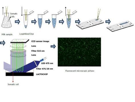 Lactoscan Somatic Cell Counter Image Cytometry