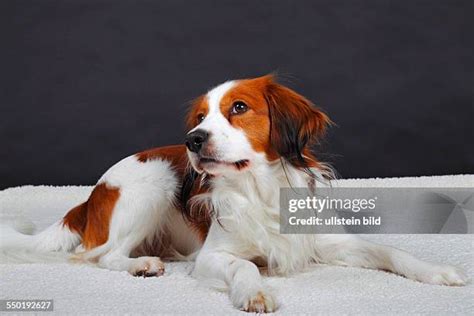 Kooiker Photos And Premium High Res Pictures Getty Images