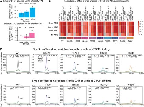 Binding Domain Mutations Provide Insight Into Ctcfs Relationship With