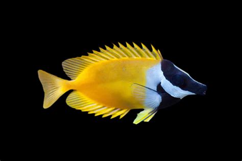 Foxface — Reef Lounge Fish