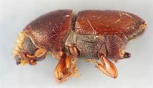 Scolytus Scolytus Multistriatus Bugguidenet