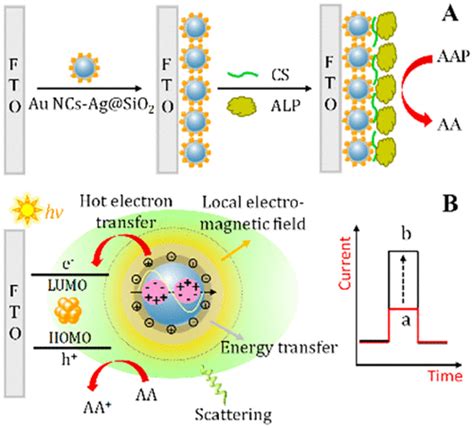 Plasmonic Enhanced Gold Nanoclusters Based Photoelectrochemical Biosensor For Sensitive Alkaline