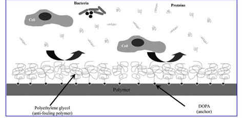 Schematic Diagram Demonstrating The Concept Of The Mpeg Dopa 3 Coating Download Scientific
