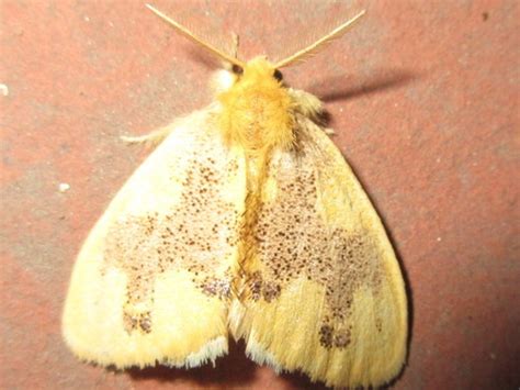 Euproctis Pulverea · Inaturalist