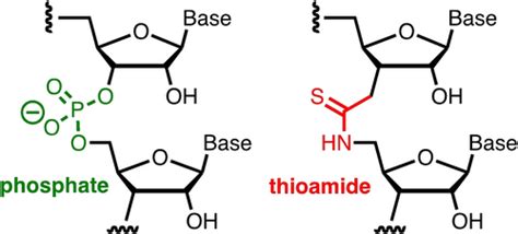 Synthesis And Properties Of Rna Modified With Thioamide Internucleoside