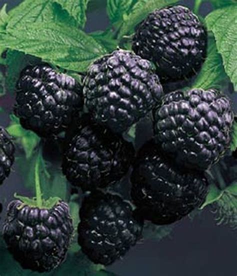 Cumberland Black Raspberry Plant Isons Nursery And Vineyard