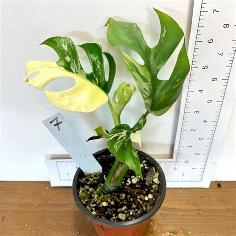 Rhaphidophora Tetrasperma Variegated Mini Monstera Ginny Albo Exact Plants Etsy