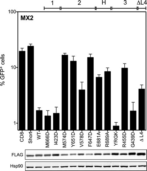 Mutations At The Dimer Interface Oligomerization Interface 3 And