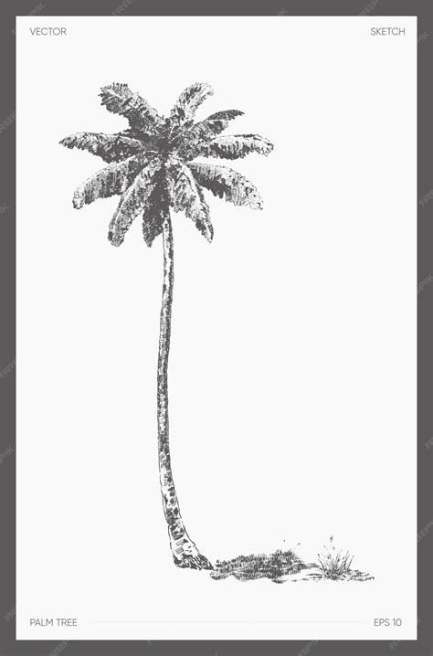 Premium Vector High Detail Hand Drawn Vector Illustration Of Palm