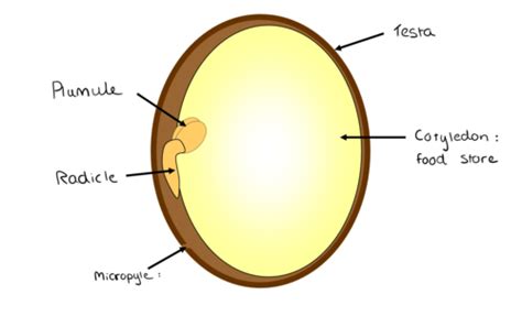 Biology Plant Reproduction Flashcards Quizlet
