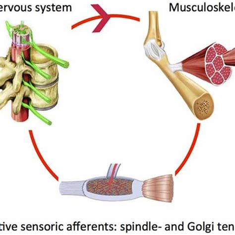 Main Human Control Loops Consisting Of A Peripheral Spinal Loop And A Download Scientific