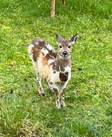 Rare Piebald Deer Spotted Near Mcminnville