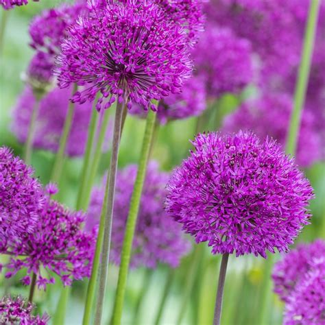 Allium Giganteum Bulbs When To Plant