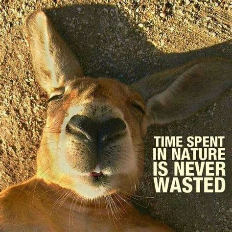 Kangaroo Jack Quotes Quotesgram