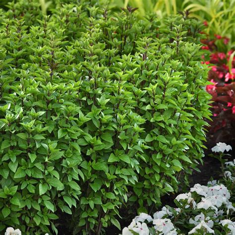 Basil Seeds Everleaf Thai Tower Herb Seeds In Packets And Bulk Eden