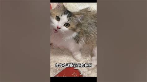 端午安康 Cat Cute 端午節 Youtube