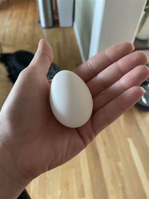 Might Not Make Anyone Else Smile But As A First Time Chicken Owner