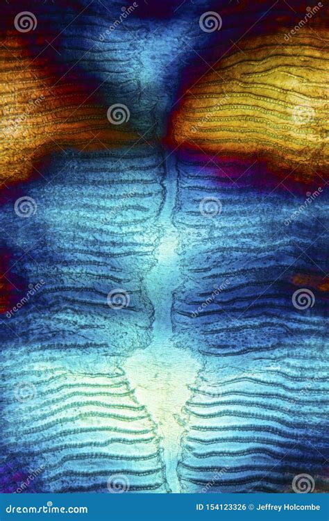 Abstract Micrograph Of Muscle Tissue From A Tent Caterpillar Stock