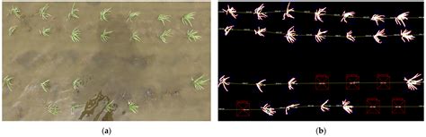 Detection Method For Rice Seedling Planting Conditions Based On Image