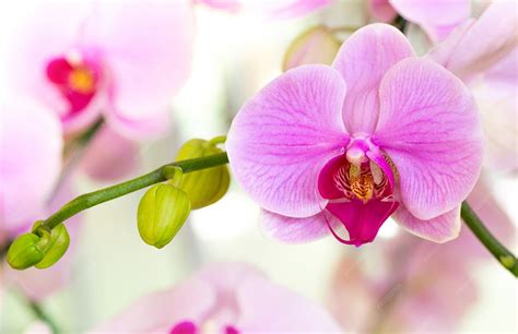 Free Photo Purple Phalaenopsis Orchid Flower