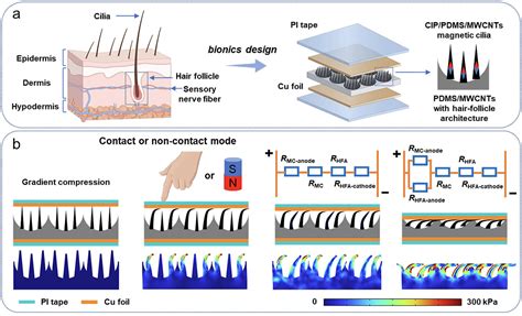 Electronic Skin Inspired By Hair Follicles Senses Touch And Magnetic Fields