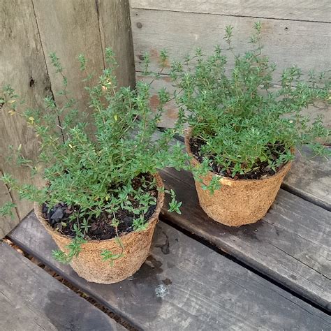 Thyme Faustino Thymus Vulgaris Faustino Kalamunda Plant Company