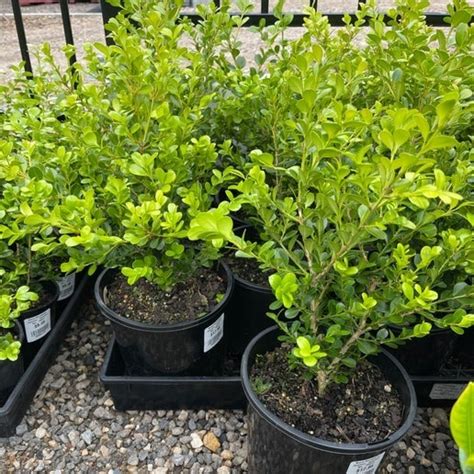 Buxus Microphylla Japonica Japanese Box 200mm Exotic Botanic
