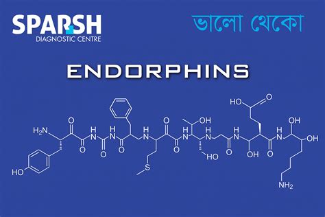 Endorphins The Bodys Natural Happiness Hormones Sparsh Diagnostic