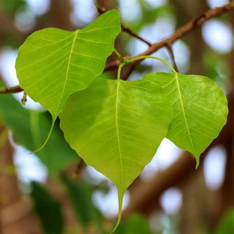 Peepal Plant Bodhi Tree Pippala Tree Live Plant Garden