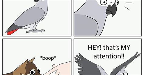 Chicken Thoughts Album On Imgur