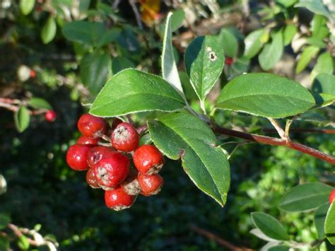 Flora Of New Zealand Taxon Profile Cotoneaster Pannosus