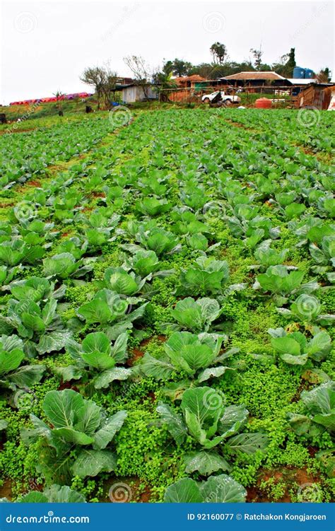 Cabbage Farm Stock Image Image Of Eating Healthy Plant 92160077