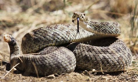 Stiletto Snake Animal Facts A Z Animals