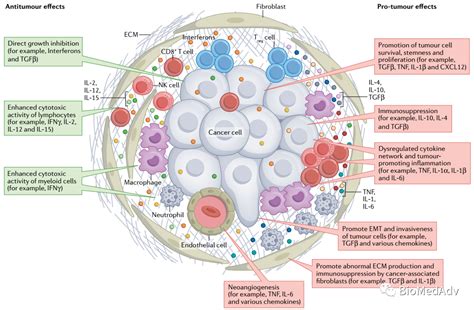 十大肿瘤相关综述，一览领域前沿热点 肿瘤 治疗 癌症 细胞 Doi 健康界